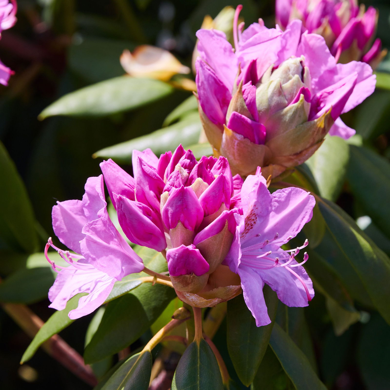 Rhododendron Roseum Pink - Rhododendron Hybride Roseum Pink günstig kaufen