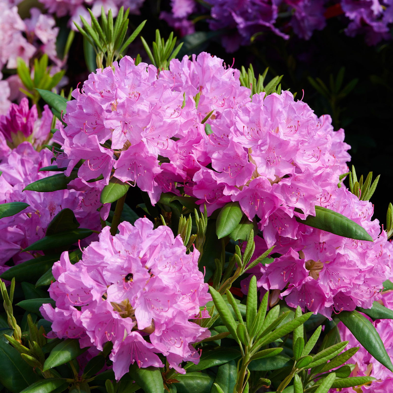 Rhododendron Roseum Pink - Rhododendron Hybride Roseum Pink günstig kaufen