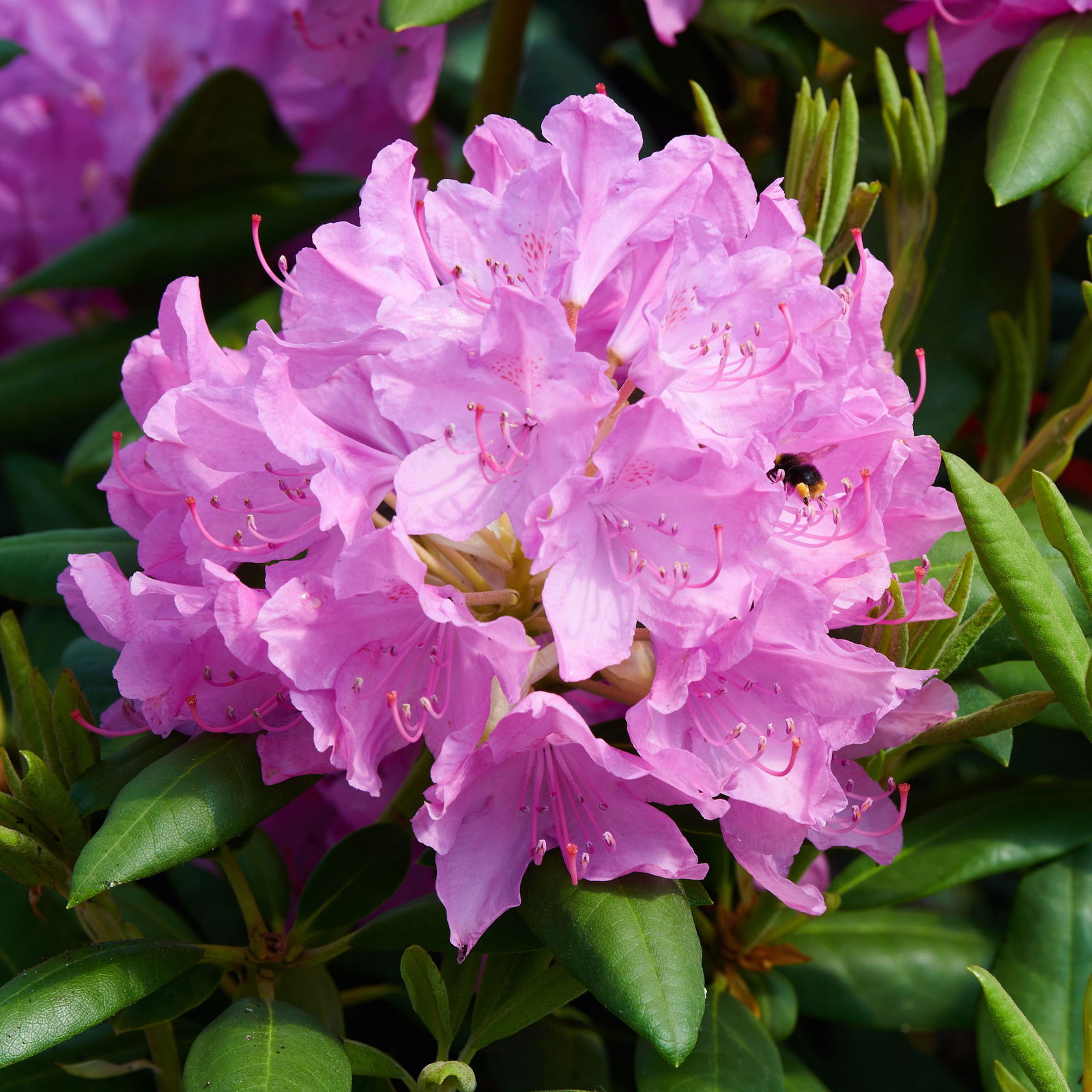 Rhododendron Roseum Pink - Rhododendron Hybride Roseum Pink günstig kaufen