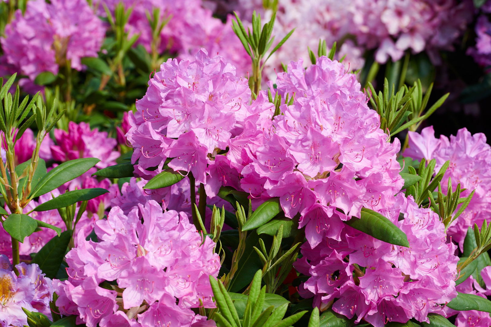 Rhododendron Roseum Pink - Rhododendron Hybride Roseum Pink günstig kaufen
