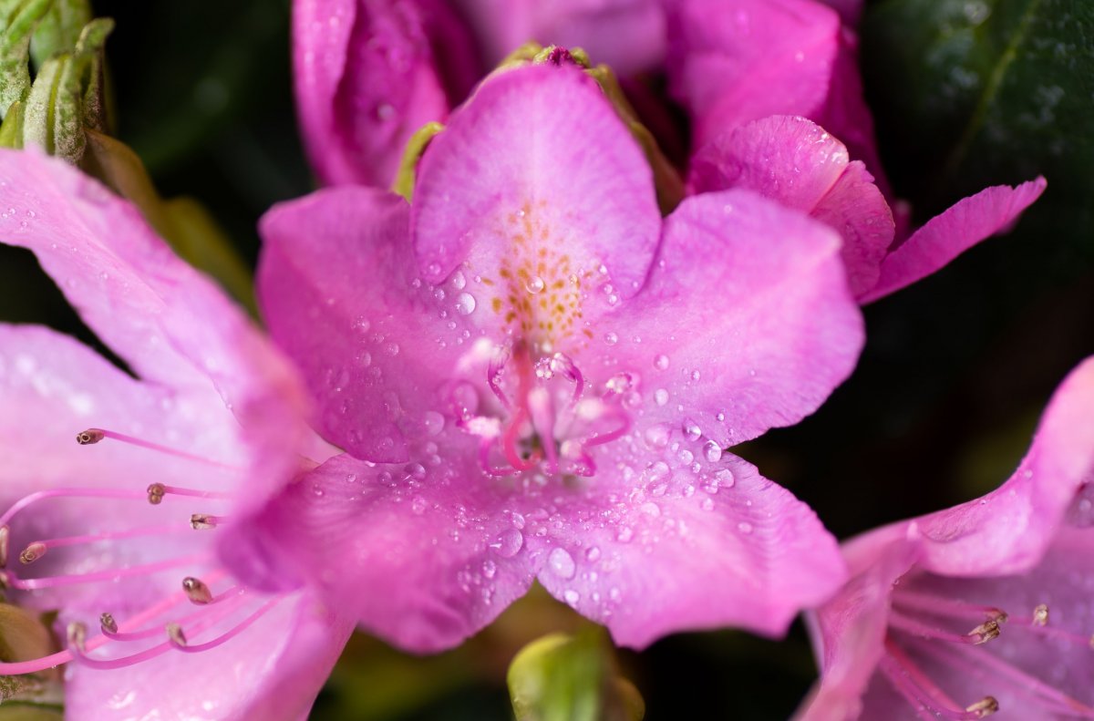Rhododendron Roseum Pink - Rhododendron Hybride Roseum Pink günstig kaufen