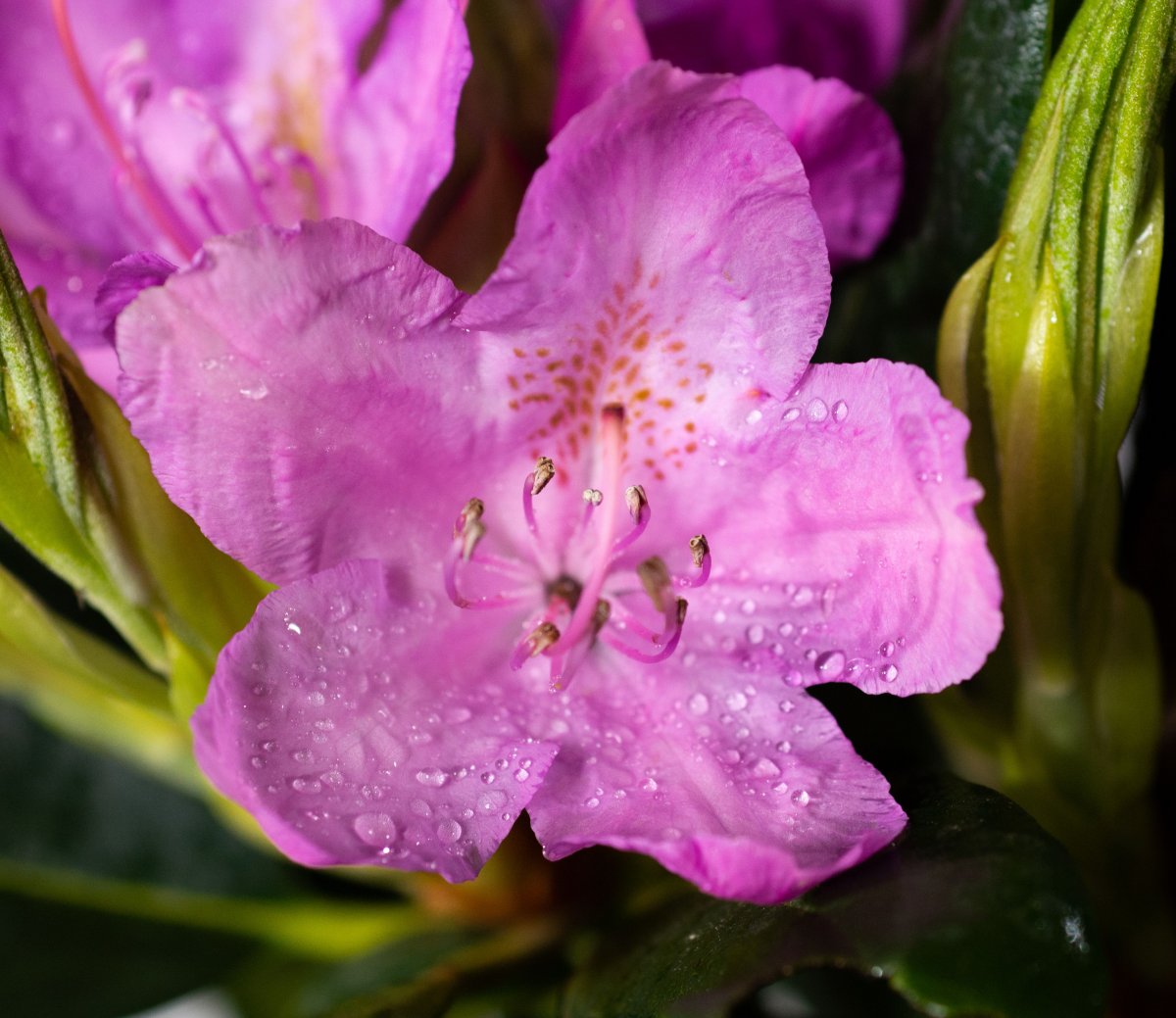 Rhododendron Roseum Pink - Rhododendron Hybride Roseum Pink günstig kaufen