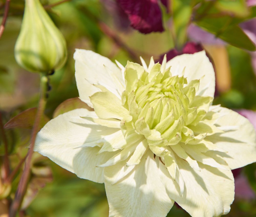 Waldrebe Florida Sieboldii - Clematis florida var.sieboldiana günstig ...
