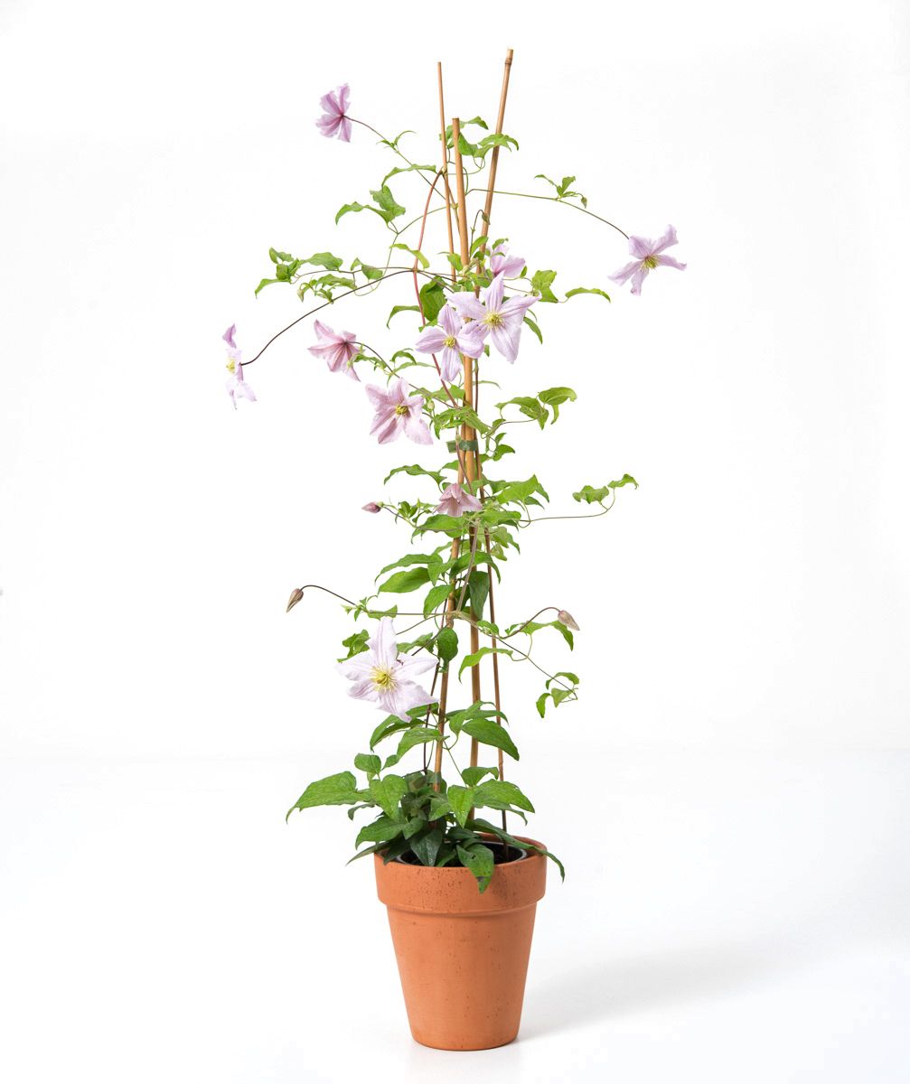 Italienische Waldrebe Entel - Clematis viticella Entel günstig kaufen