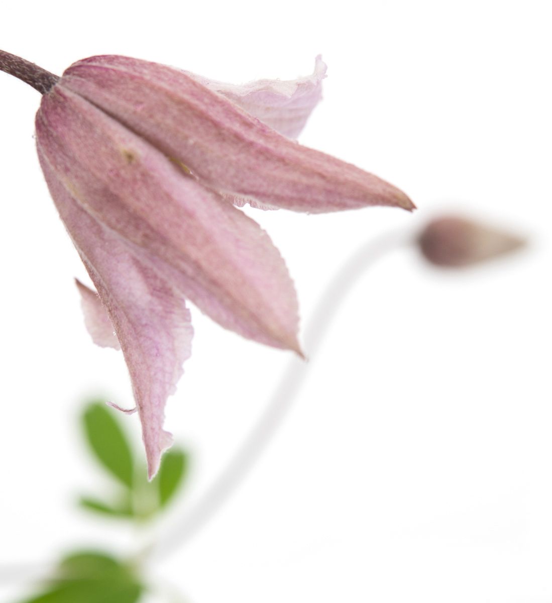 Italienische Waldrebe Entel - Clematis viticella Entel günstig kaufen