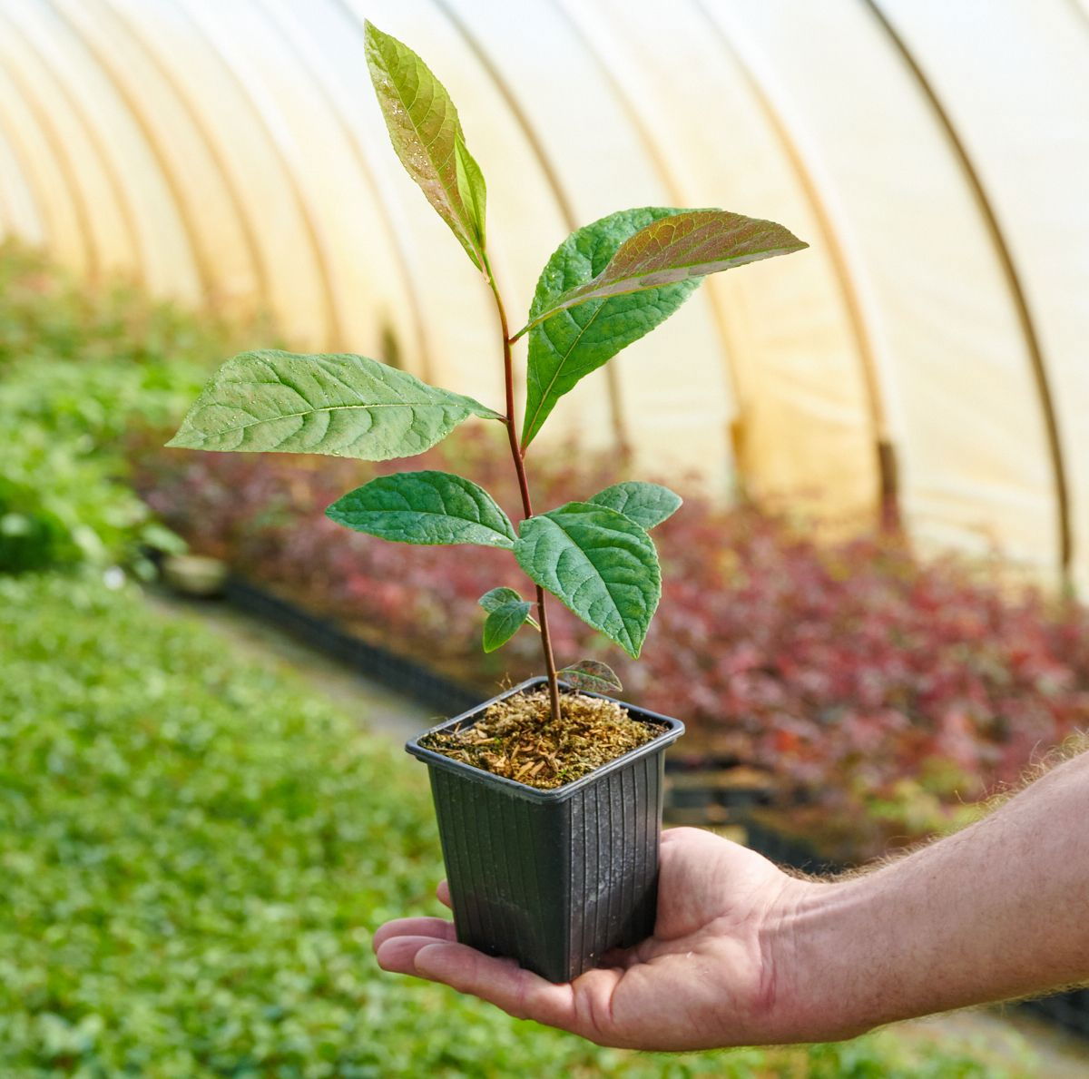 Franklinbaum - Franklinia alatamaha günstig kaufen