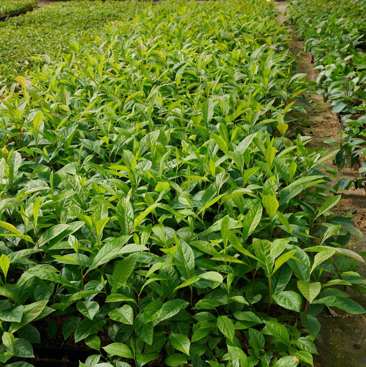 Franklinbaum - Franklinia alatamaha günstig kaufen