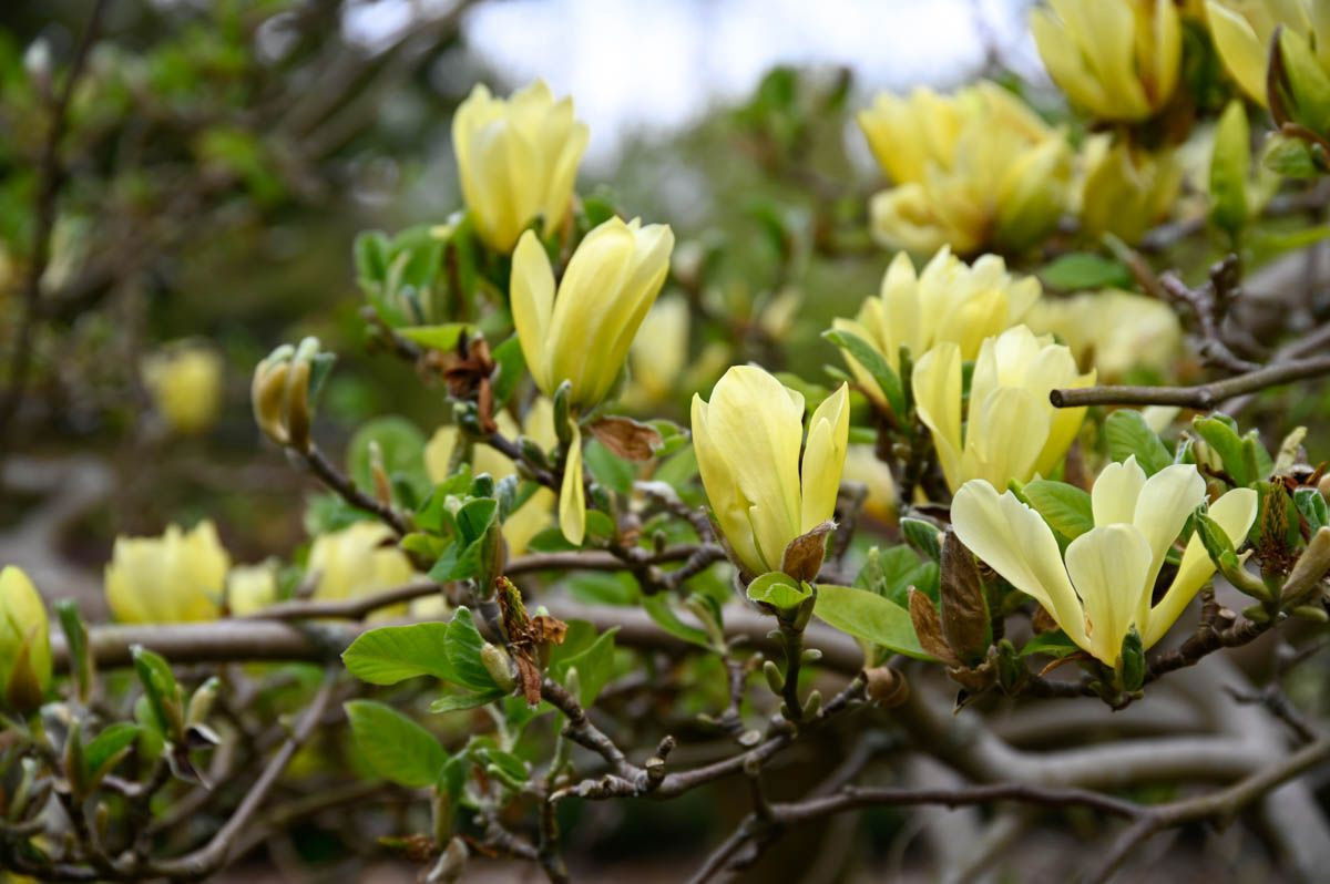 Magnolie Butterflies - Magnolia acuminata x denudata Butterflies ...