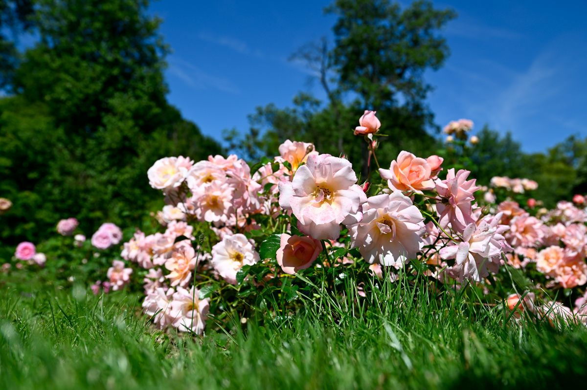 Rose Vinesse - Rosa Vinesse günstig kaufen