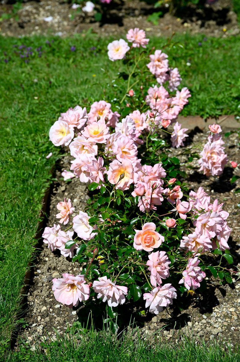 Rose Vinesse - Rosa Vinesse günstig kaufen