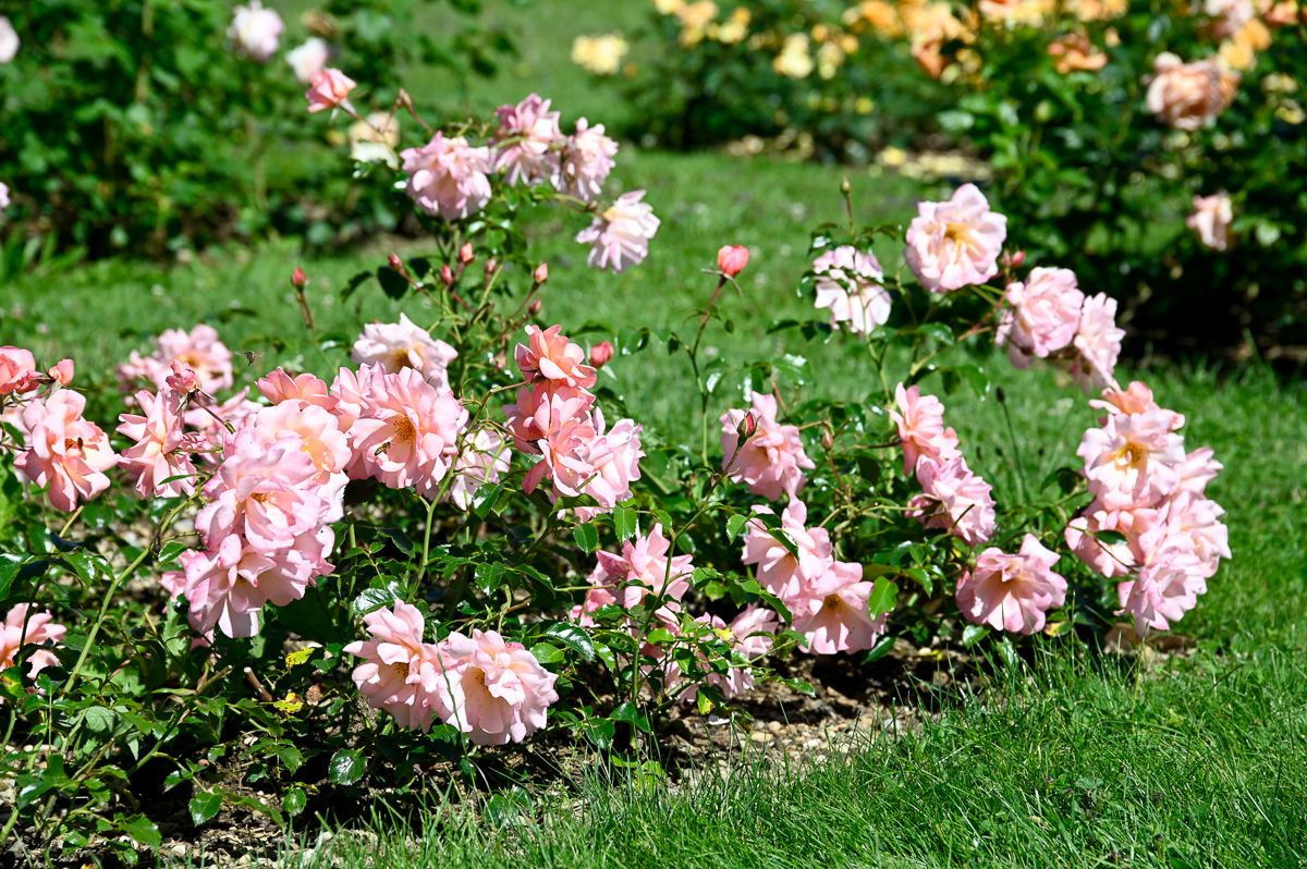 Rose Vinesse - Rosa Vinesse günstig kaufen