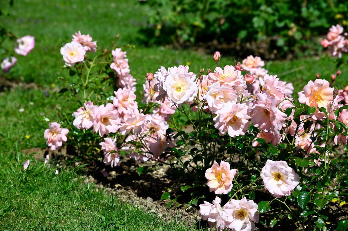 Rose Vinesse - Rosa Vinesse günstig kaufen