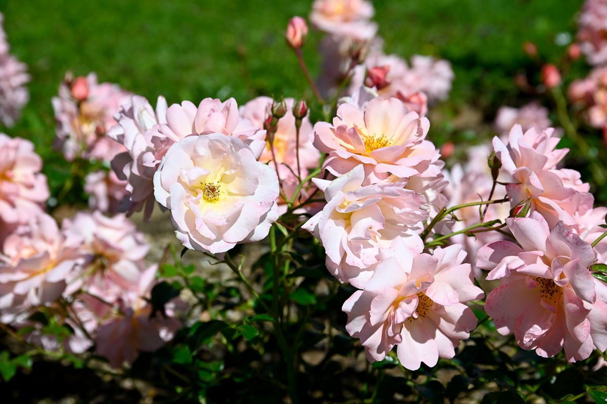 Rose Vinesse - Rosa Vinesse günstig kaufen