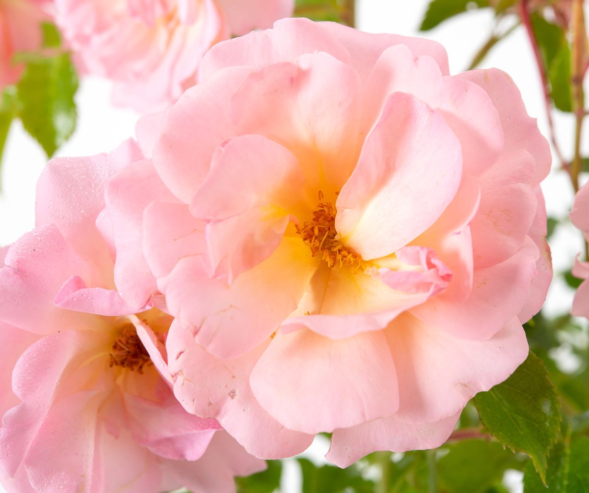 Rose Vinesse - Rosa Vinesse günstig kaufen