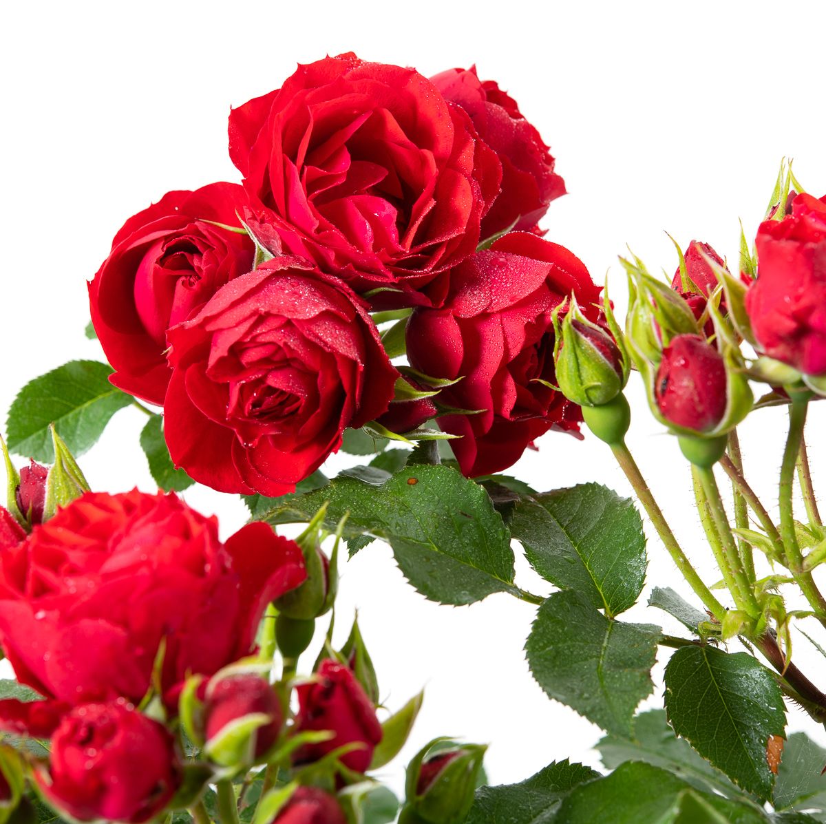 Beetrose Manora - Rosa Manora günstig kaufen