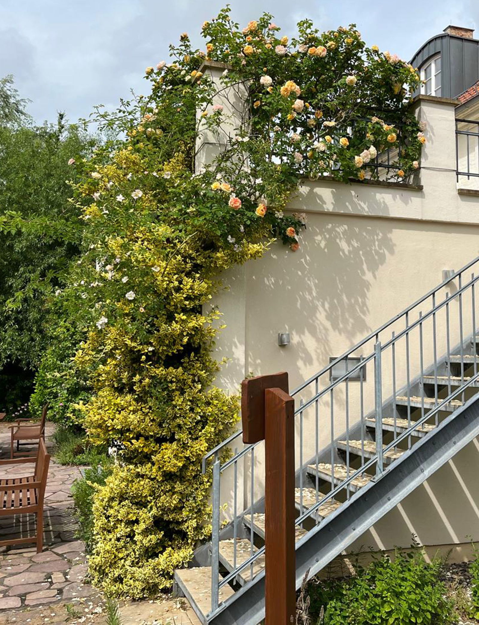 Rose Alchymist - Rosa Alchymist günstig kaufen