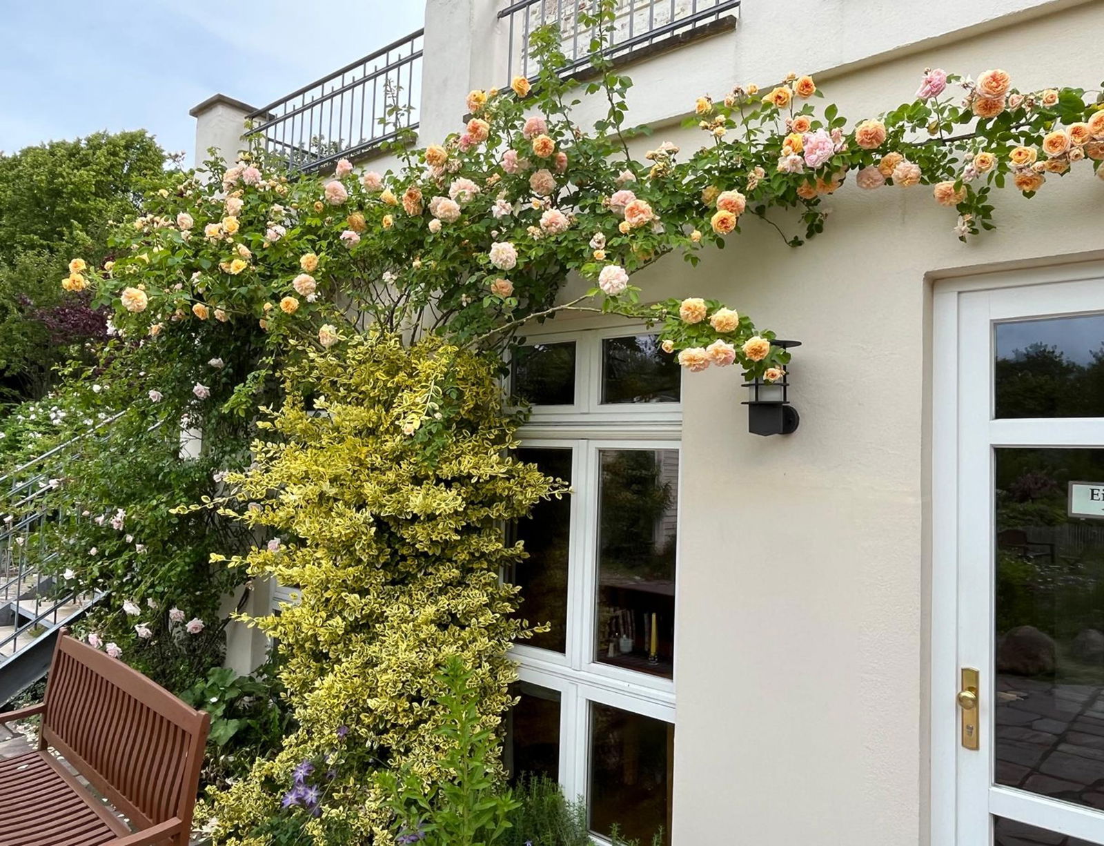 Rose Alchymist - Rosa Alchymist günstig kaufen