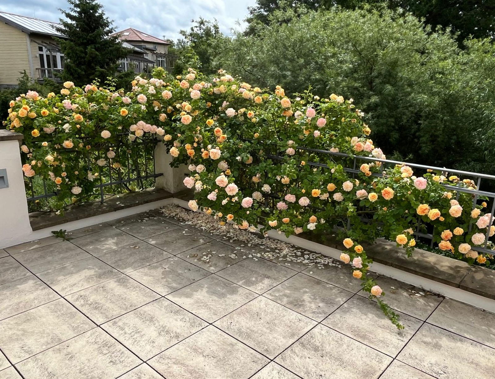 Rose Alchymist - Rosa Alchymist günstig kaufen