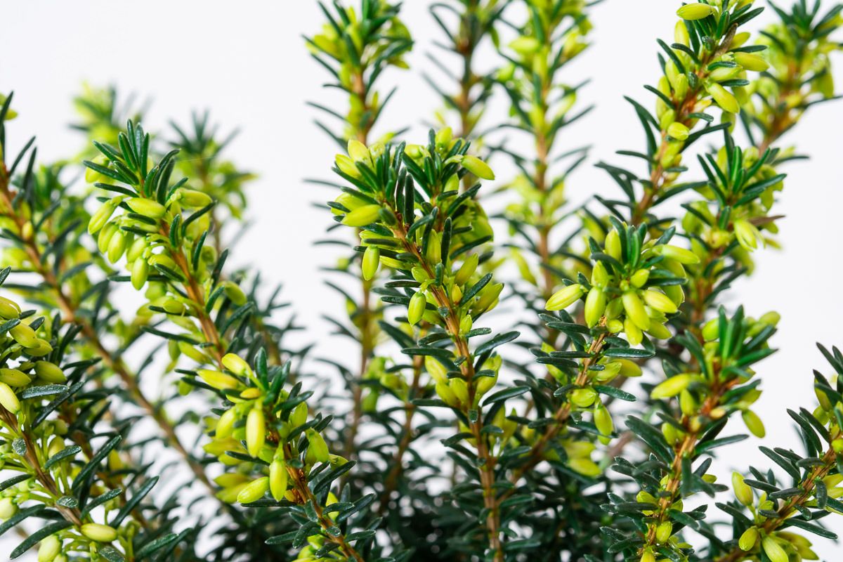Winterheide weiß - Erica carnea weiß günstig kaufen