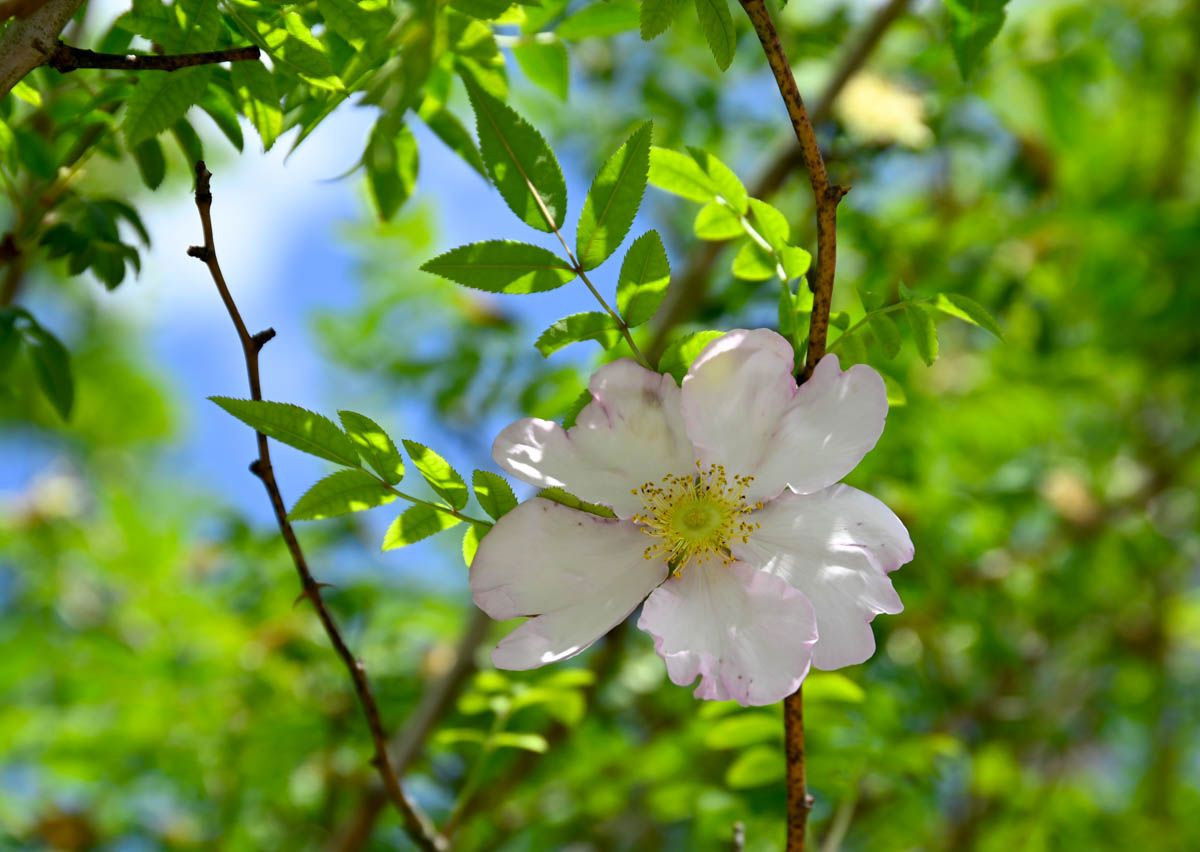 Strauchrose roxburghii - Rosa roxburghii günstig kaufen