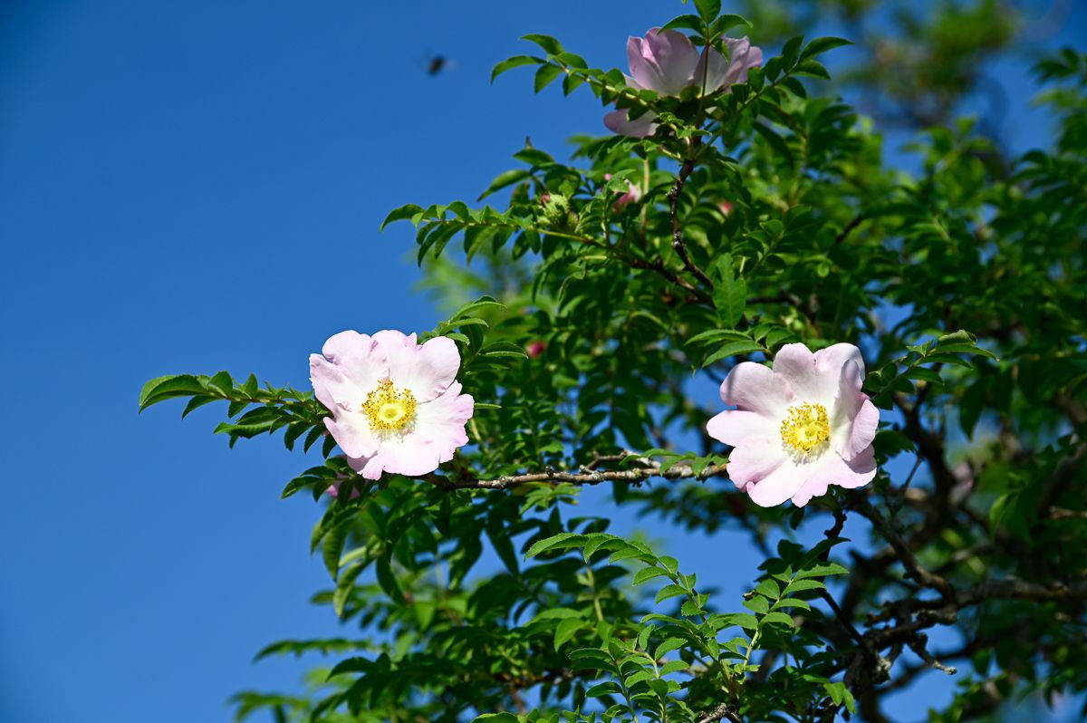 Strauchrose roxburghii - Rosa roxburghii günstig kaufen