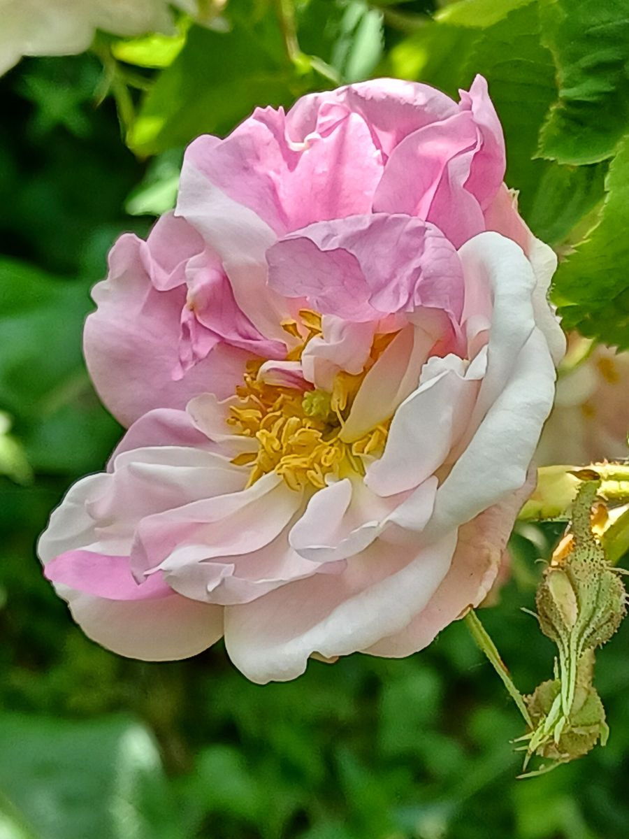 Rose York and Lancaster - Rosa x damascena York and Lancaster günstig ...