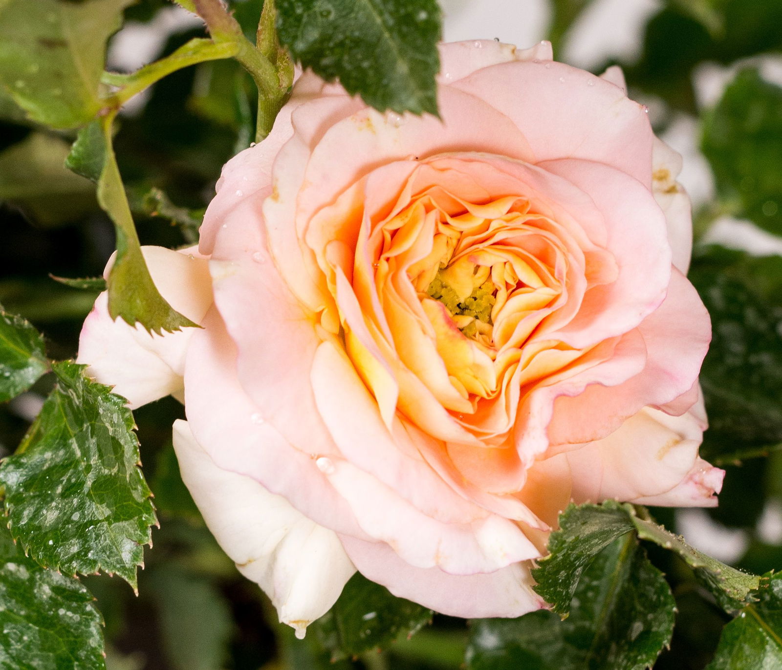 Englische Rose Yellow Charles Austin - Rosa Yellow Charles Austin ...