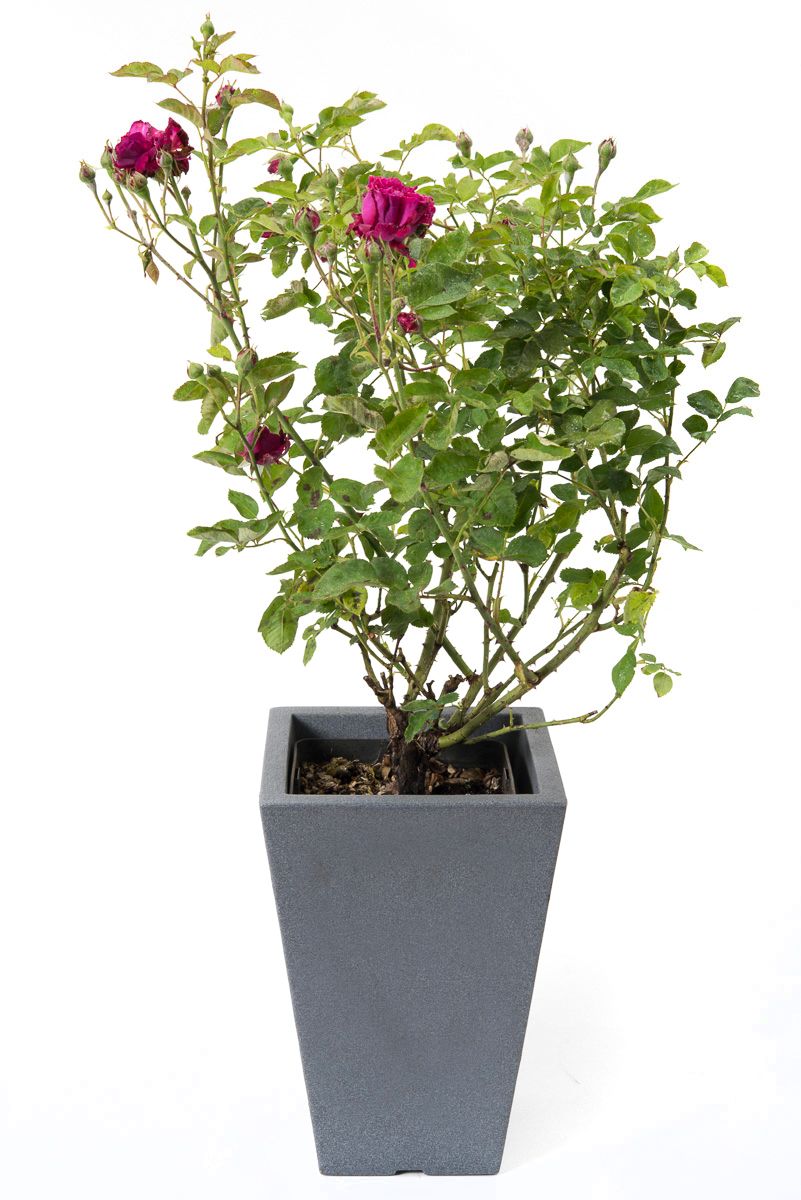 Strauchrose Alfred Colomb - Rosa Alfred Colomb günstig kaufen