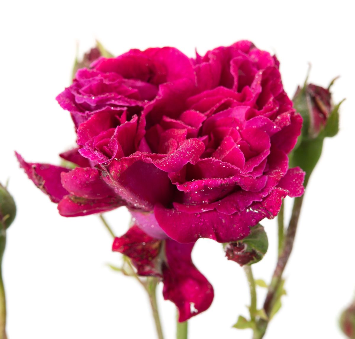 Strauchrose Alfred Colomb - Rosa Alfred Colomb günstig kaufen