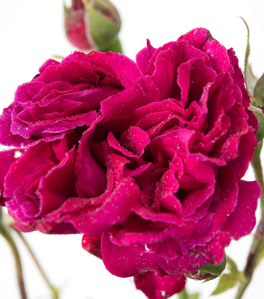 Strauchrose Alfred Colomb - Rosa Alfred Colomb günstig kaufen