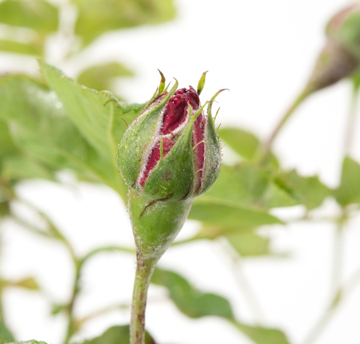 Strauchrose Alfred Colomb - Rosa Alfred Colomb günstig kaufen