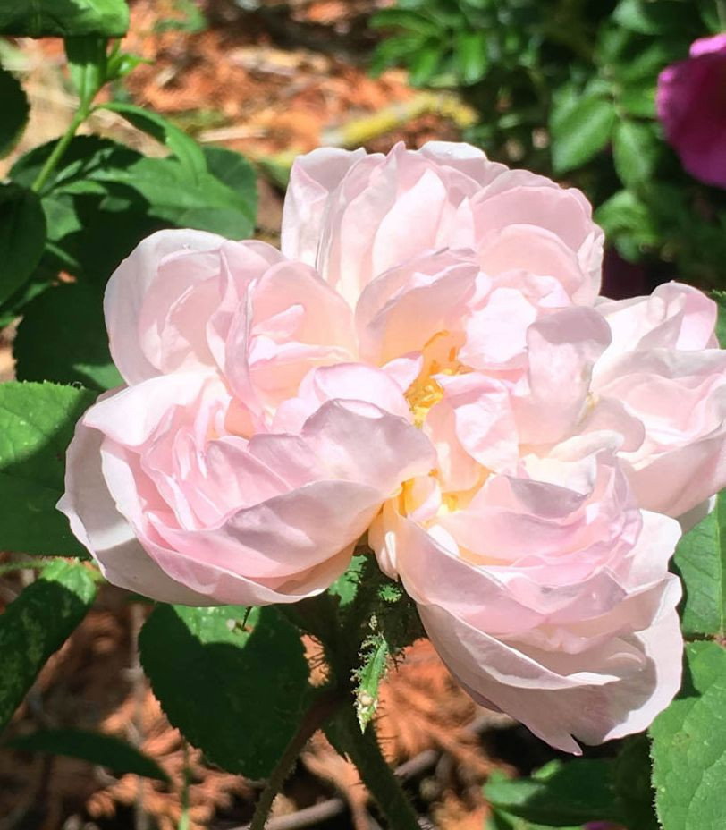 Strauchrose Mme Pierre Oger - Rosa Mme Pierre Oger günstig kaufen