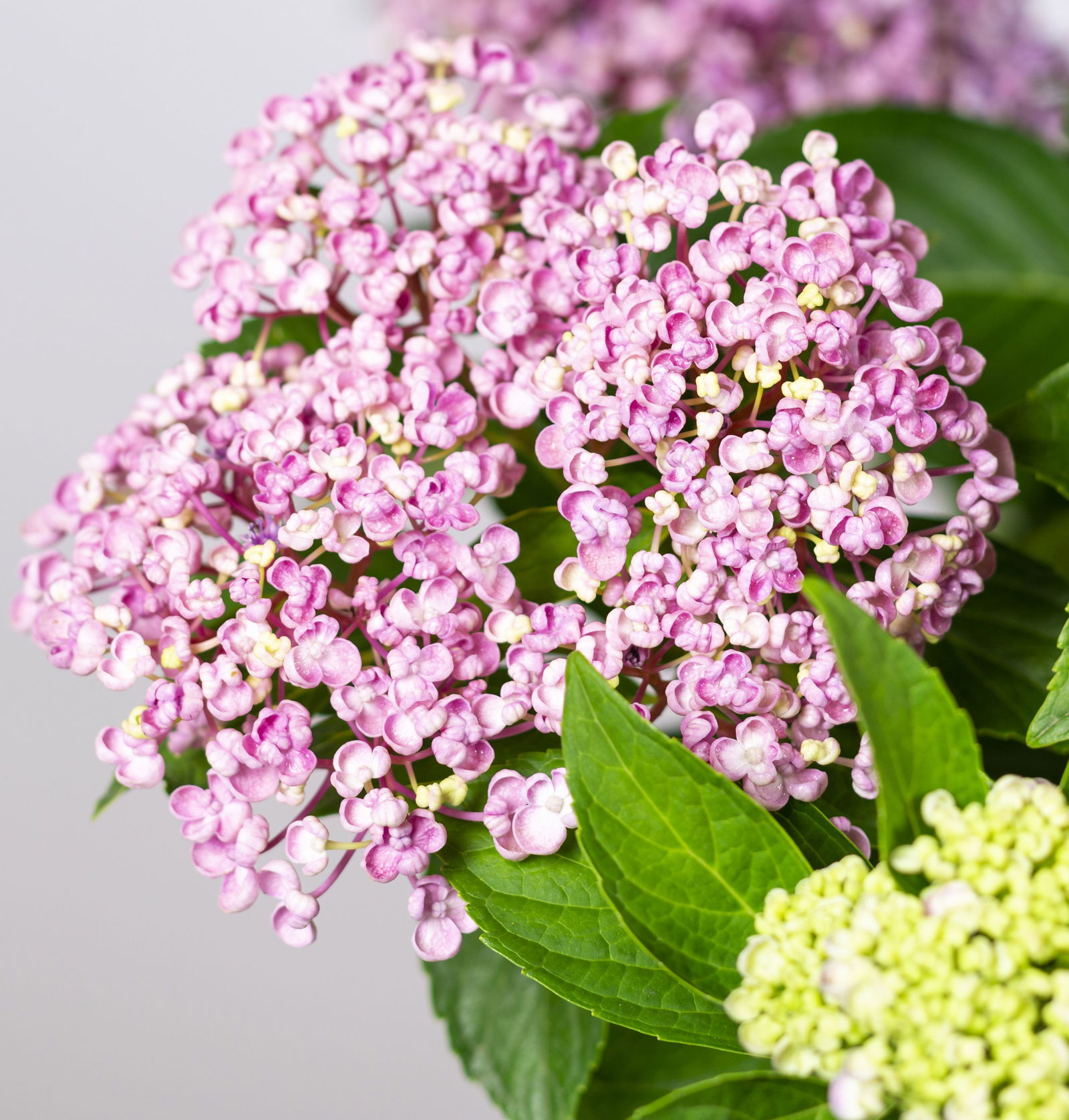 Bauernhortensie Ayesha - Hydrangea macrophylla Ayesha günstig kaufen