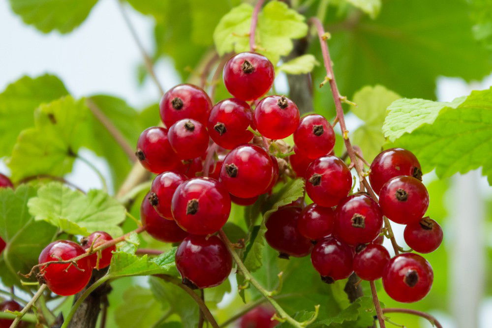 Rote Johannisbeere Rovada - Ribes rubrum Rovada günstig kaufen