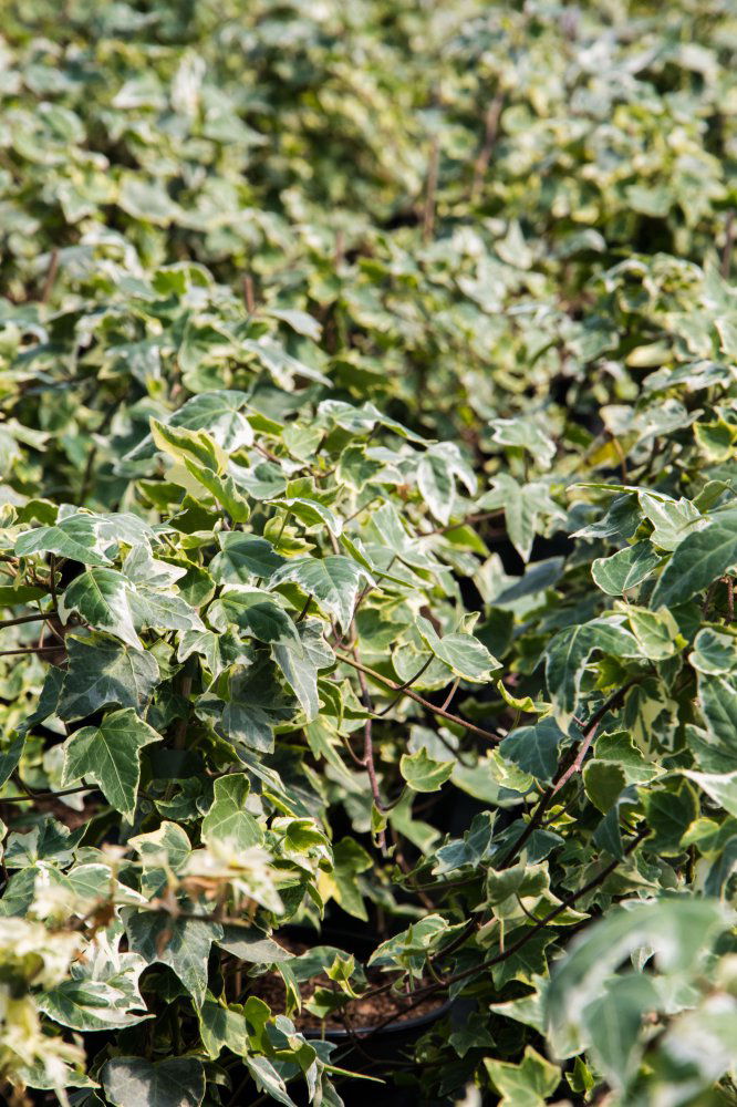 Gold-grüner Efeu - Hedera Helix Goldheart günstig kaufen