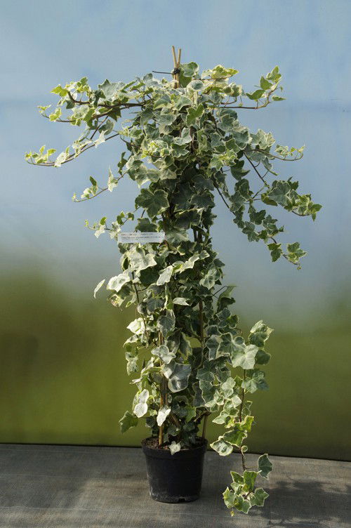 Efeu Glacier - Hedera helix Glacier günstig kaufen