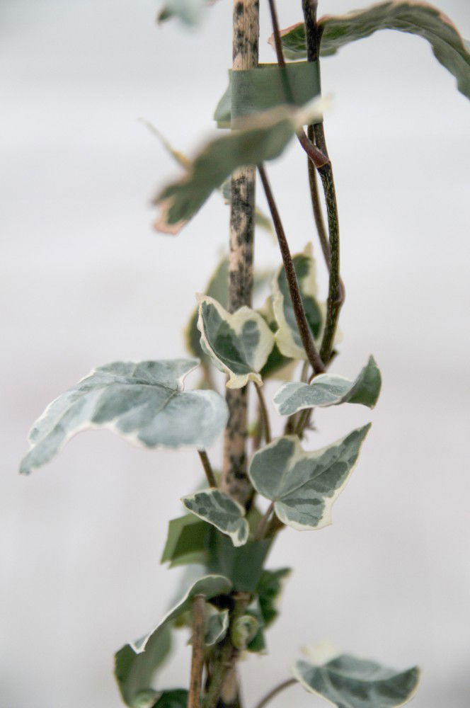 Efeu Glacier - Hedera helix Glacier günstig kaufen