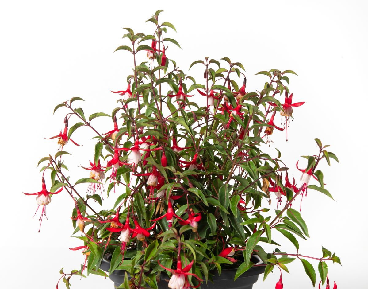 Fuchsie Madame Cornelissen - Fuchsia x hybride Madame Cornelissen ...