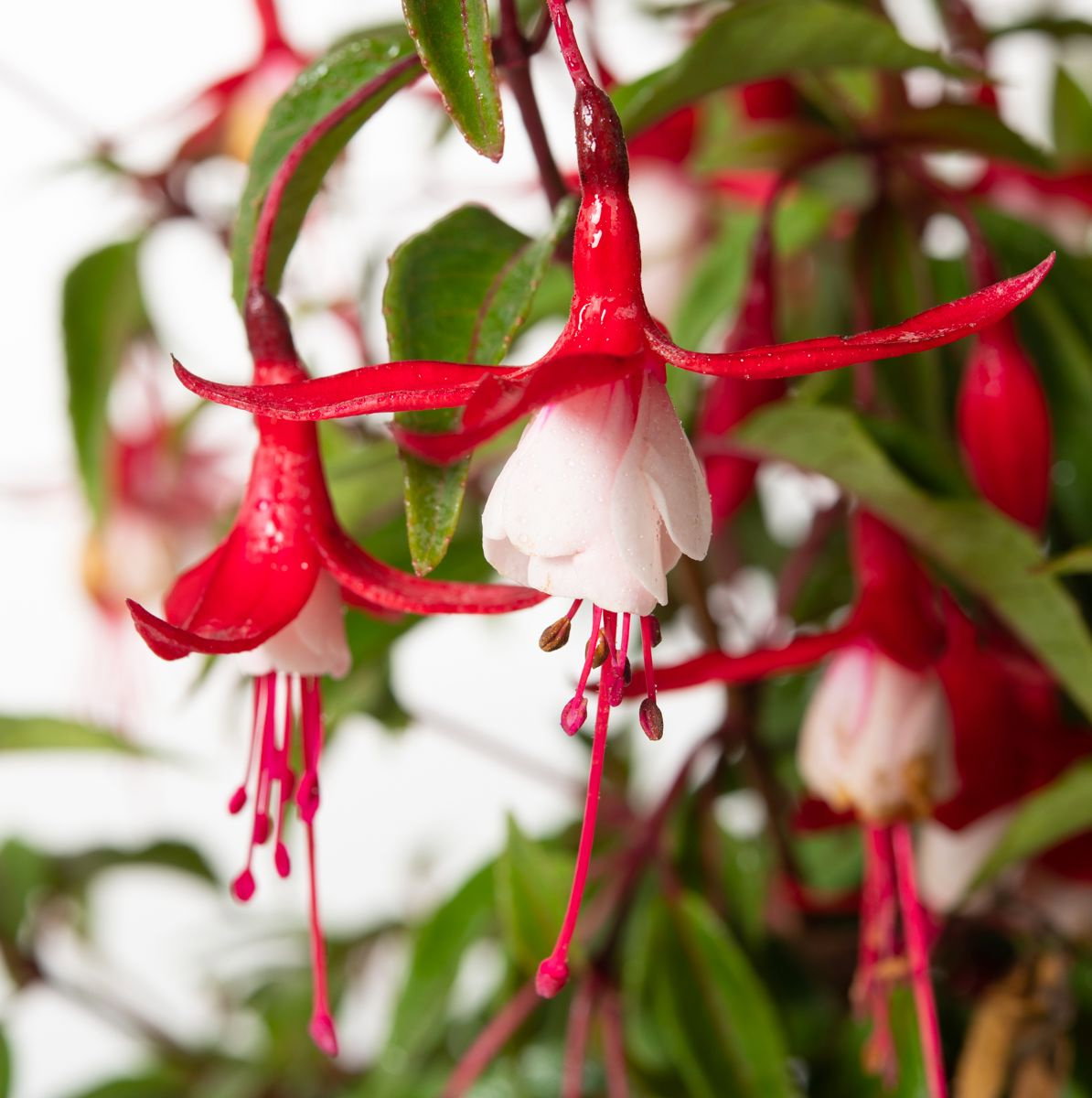 Fuchsie Madame Cornelissen - Fuchsia x hybride Madame Cornelissen ...