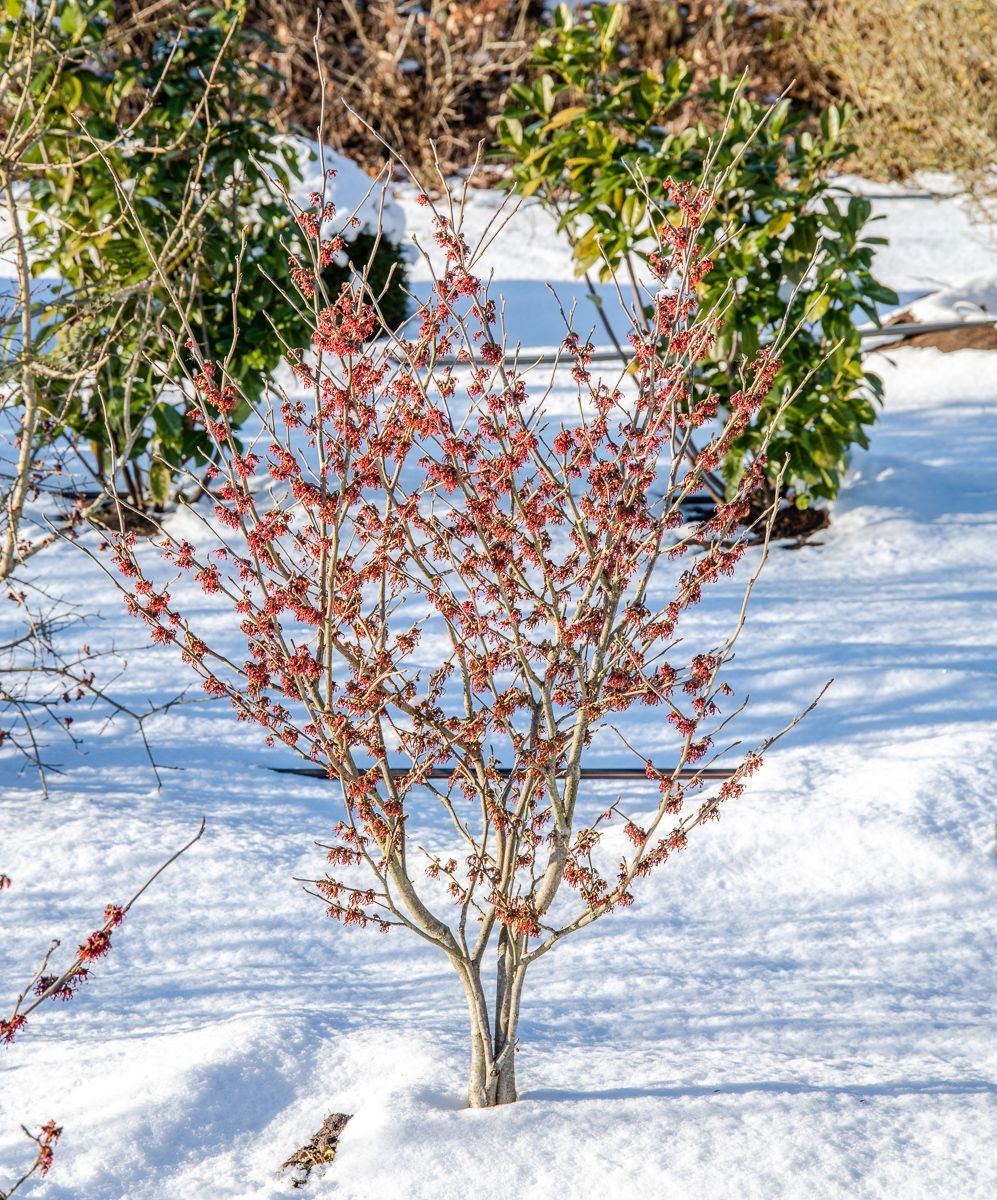 Zaubernuss Ruby Glow - Hamamelis intermedia Ruby Glow günstig kaufen
