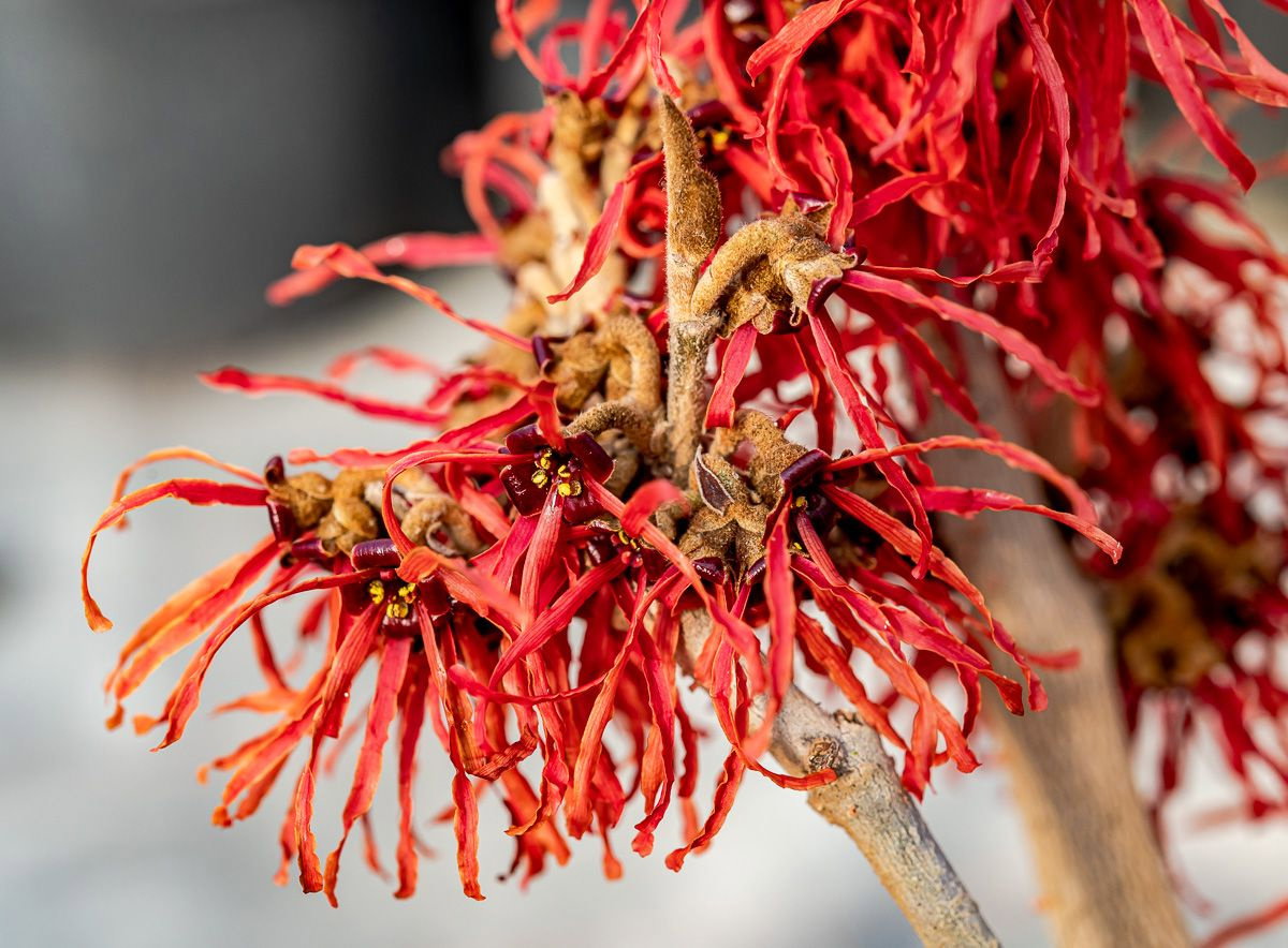 Rotblühende Zaubernuss Diane - Hamamelis intermedia Diane günstig kaufen
