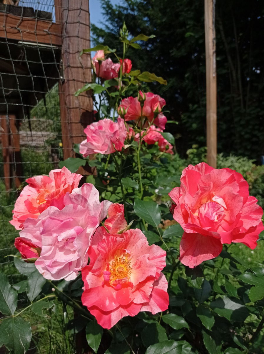 Malerrose Grimaldi - Rosa Grimaldi günstig kaufen