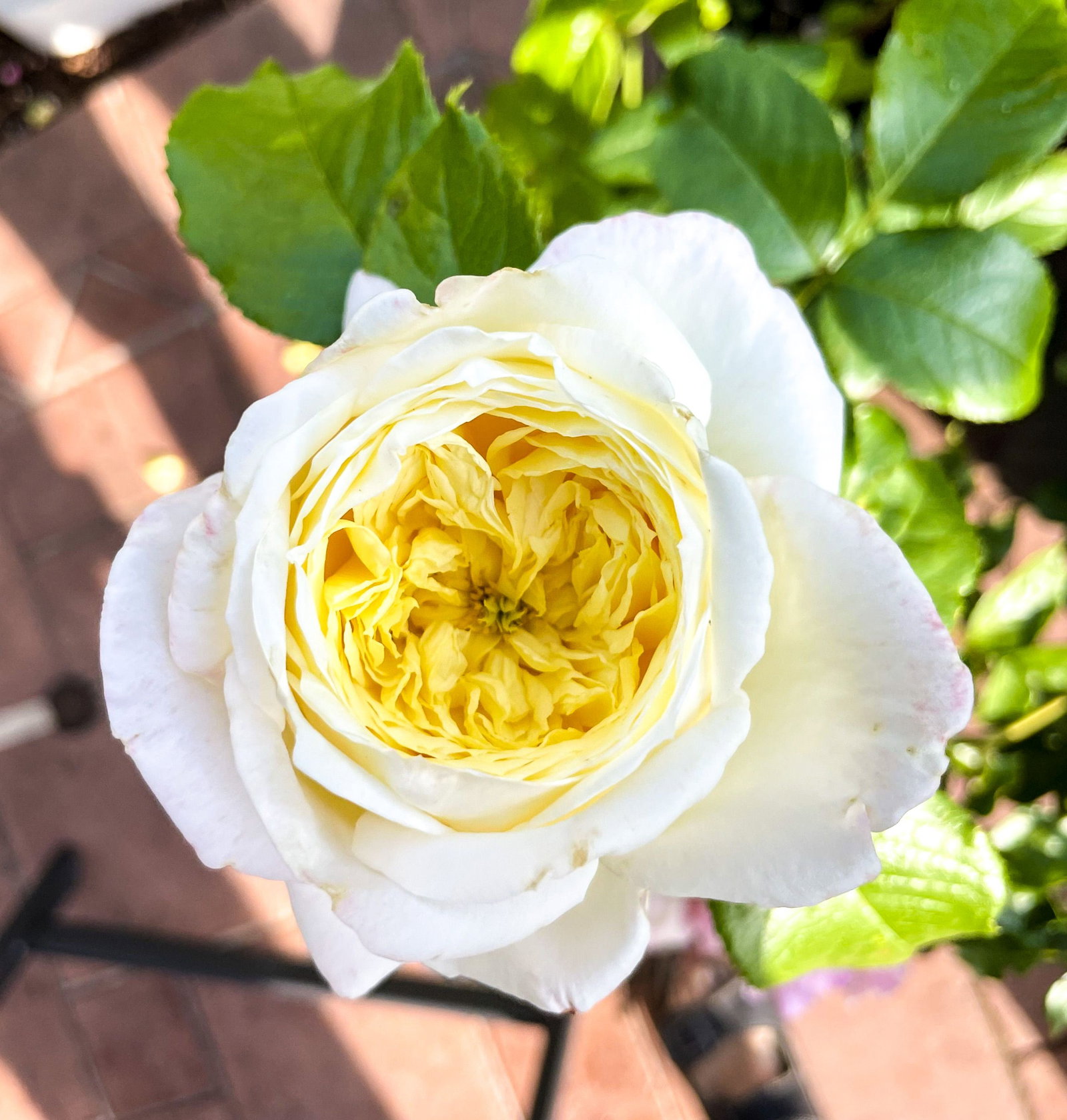 Nostalgie-Kletterrose Elfe ® - Rosa Elfe® günstig kaufen