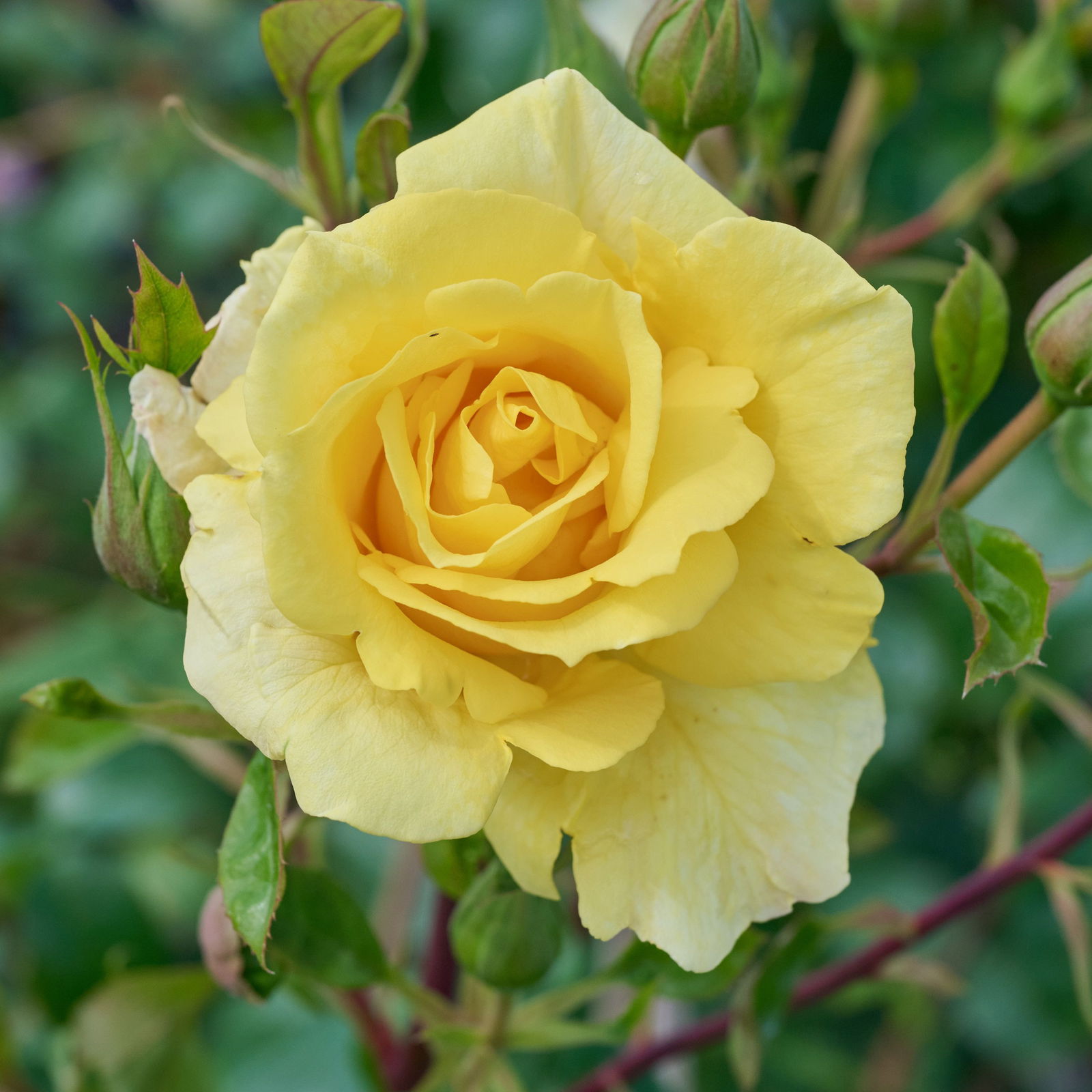 Nostalgie-Kletterrose Elfe ® - Rosa Elfe® günstig kaufen