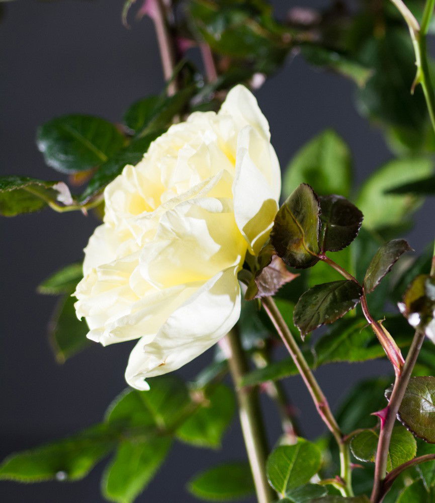 Nostalgie-Kletterrose Elfe ® - Rosa Elfe® günstig kaufen