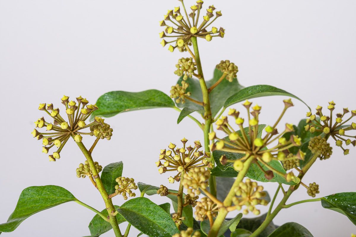 Gold-grüner Efeu - Hedera Helix Goldheart günstig kaufen