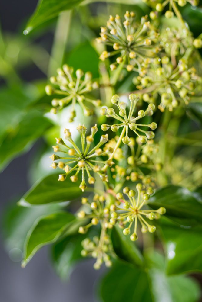 Gold-grüner Efeu - Hedera Helix Goldheart günstig kaufen