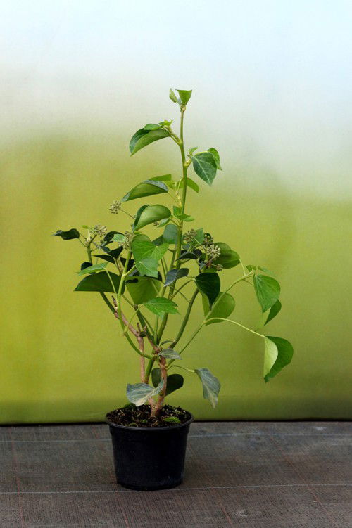 Strauch-Efeu Arborescens - Hedera helix Arborescens günstig kaufen