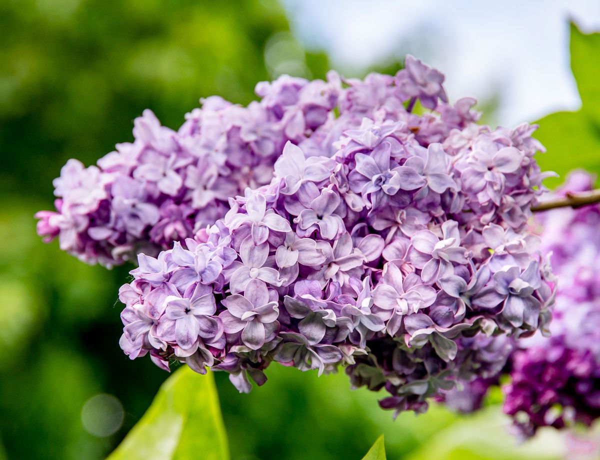 Edelflieder Nadezhda - Syringa vulgaris Nadezhda günstig kaufen