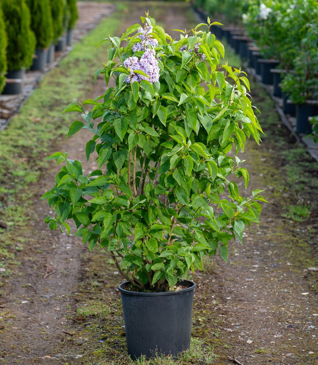 Edelflieder Nadezhda - Syringa vulgaris Nadezhda günstig kaufen